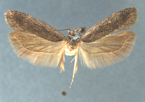 Aroga websteri-Type specimen