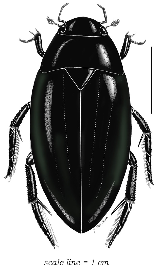 Hydrophilus triangularis Say